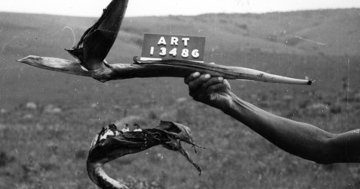 COLONIAL/DECOLONIAL BOTANY | Culturgest